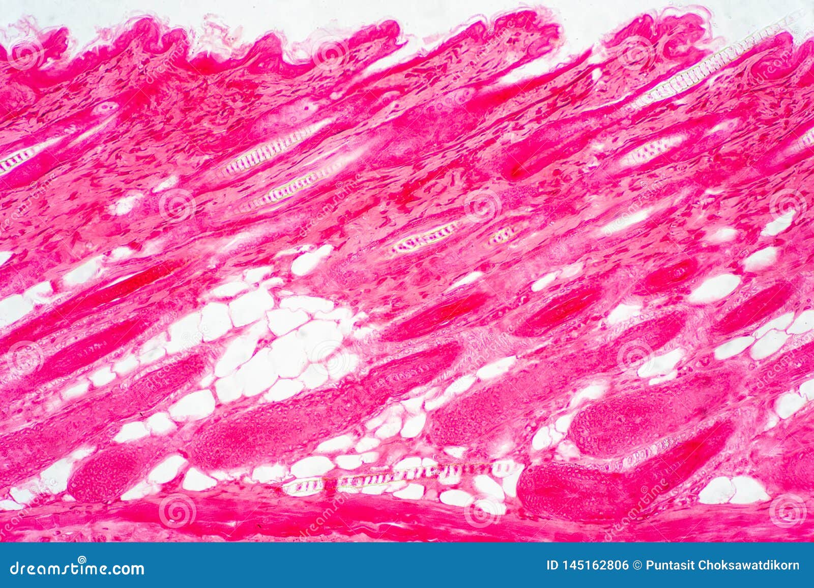 Cross Section Human Skin Tissue Under Microscope View Stock ... Cross Section Human Skin Tissue Under Microscope View Stock ...