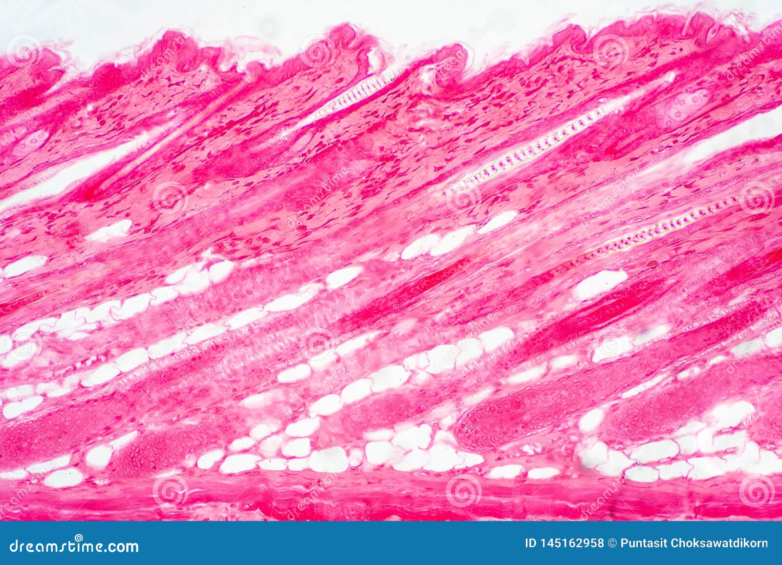 Cross Section Human Skin Tissue Under Microscope View Stock ... Cross Section Human Skin Tissue Under Microscope View Stock ...