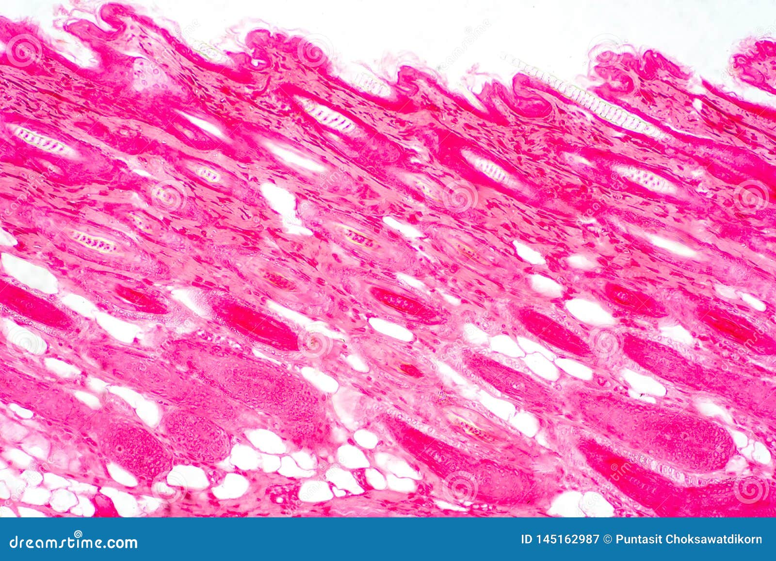 Cross Section Human Skin Tissue Under Microscope View Stock ...