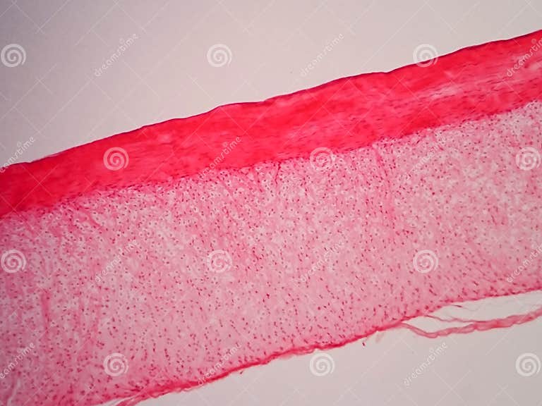 Cross section human tendon stock image. Image of flexion - 89484039