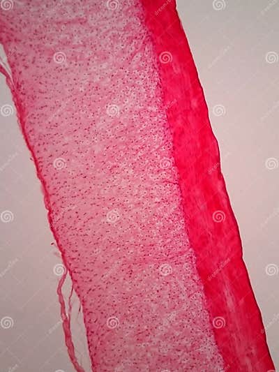 Cross section human tendon stock photo. Image of function - 89484062