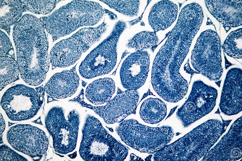 Cross Section Human Testis Under Microscope View. Stock Image - Image ...
