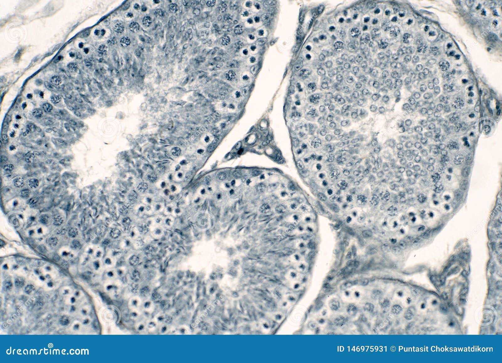 Testis Cross Section Anatomy