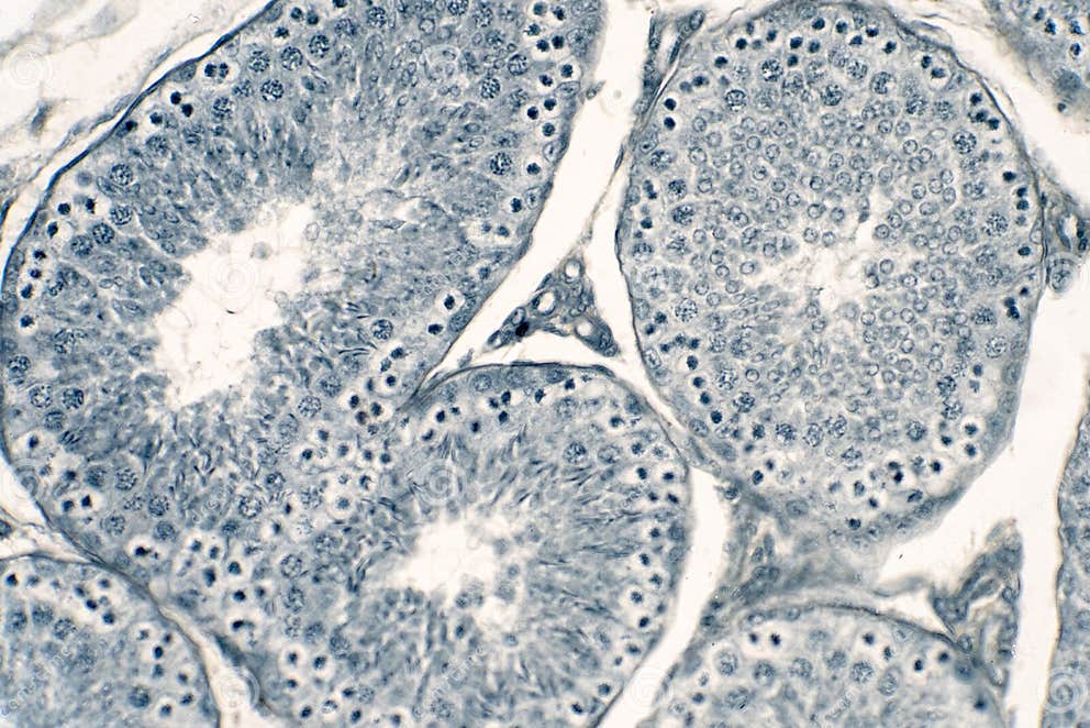 Cross Section Human Testis Under Microscope View Stock Image - Image of ...
