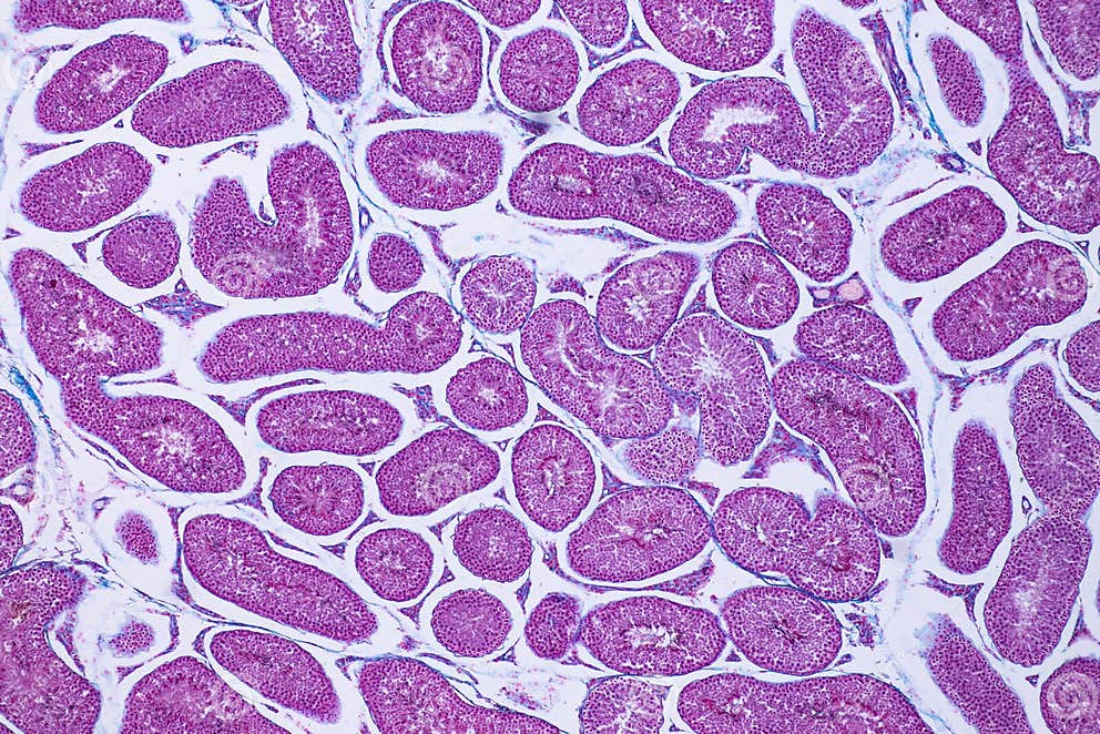 Cross Section Human Testis Under Microscope View for Education H Stock ...
