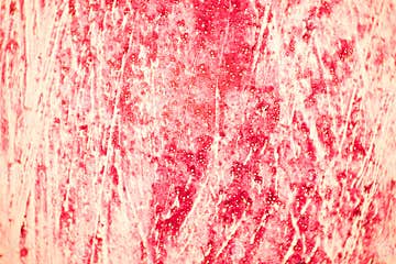 Cross Section of the Human Tissue in the Microscope View. Stock Photo ...