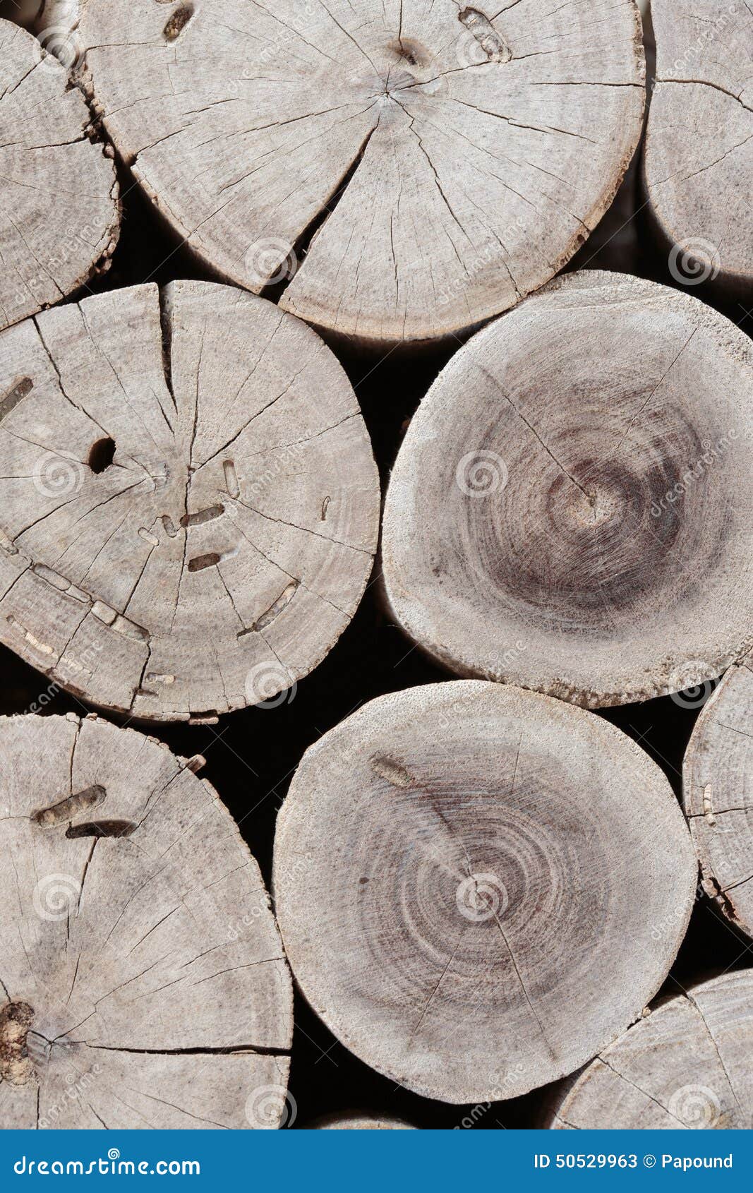 Cross Section Images of Tree Stock Image - Image of circle, background ...