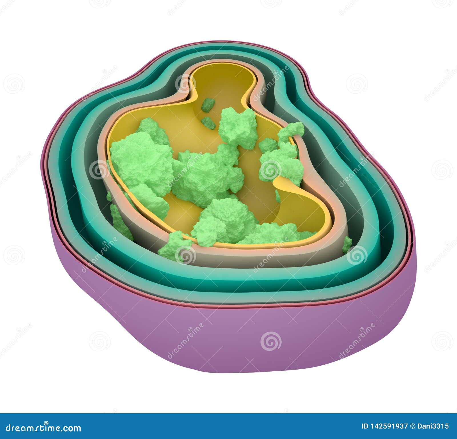 Cross Section of an Infected Cell. Bacteria Spread Inside a Cell Stock ...