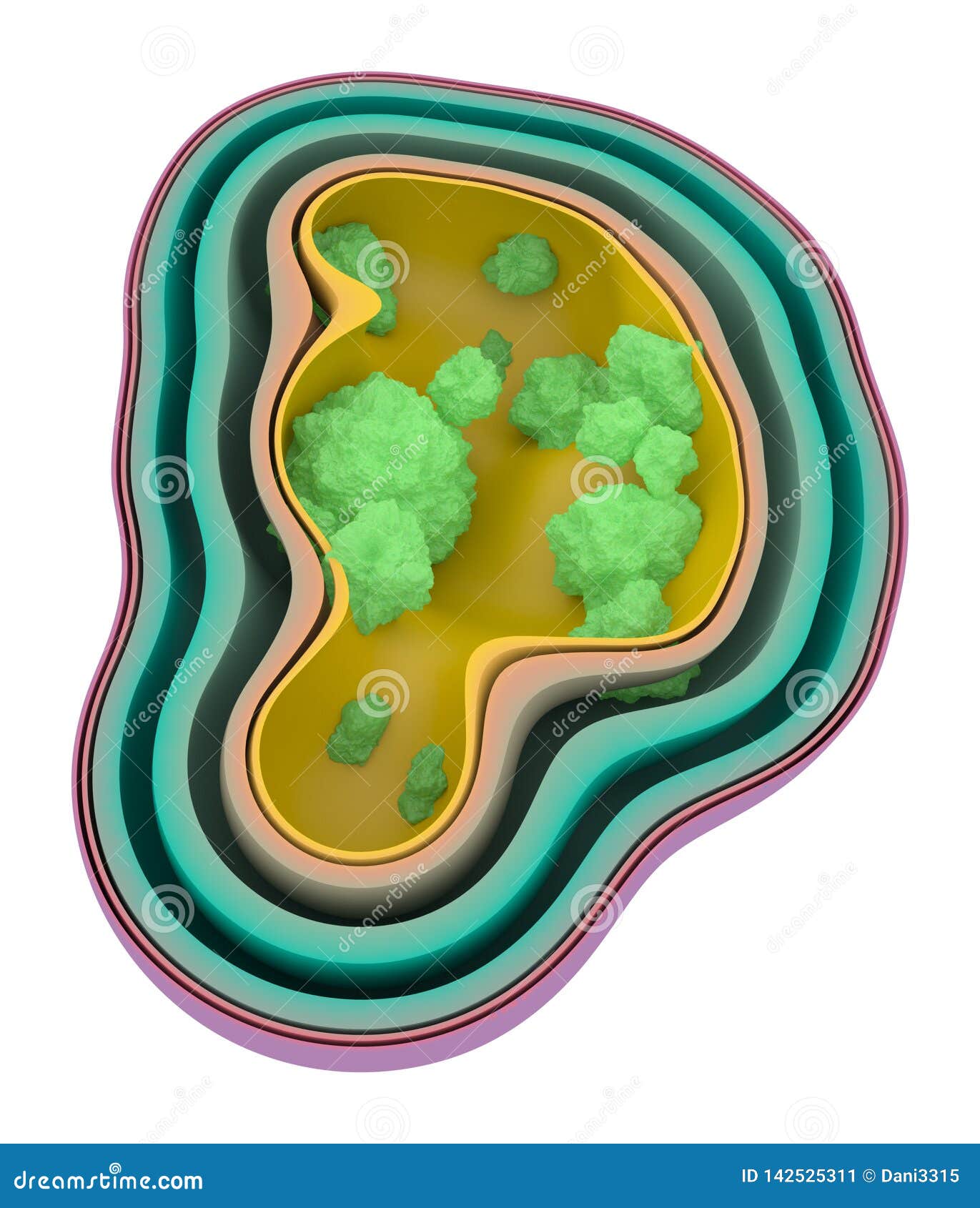 Cross Section of an Infected Cell. Bacteria Spread Inside a Cell Stock ...