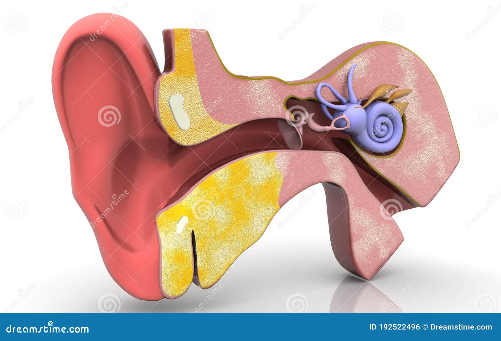 Cochlea Inner Ear Anatomy Label