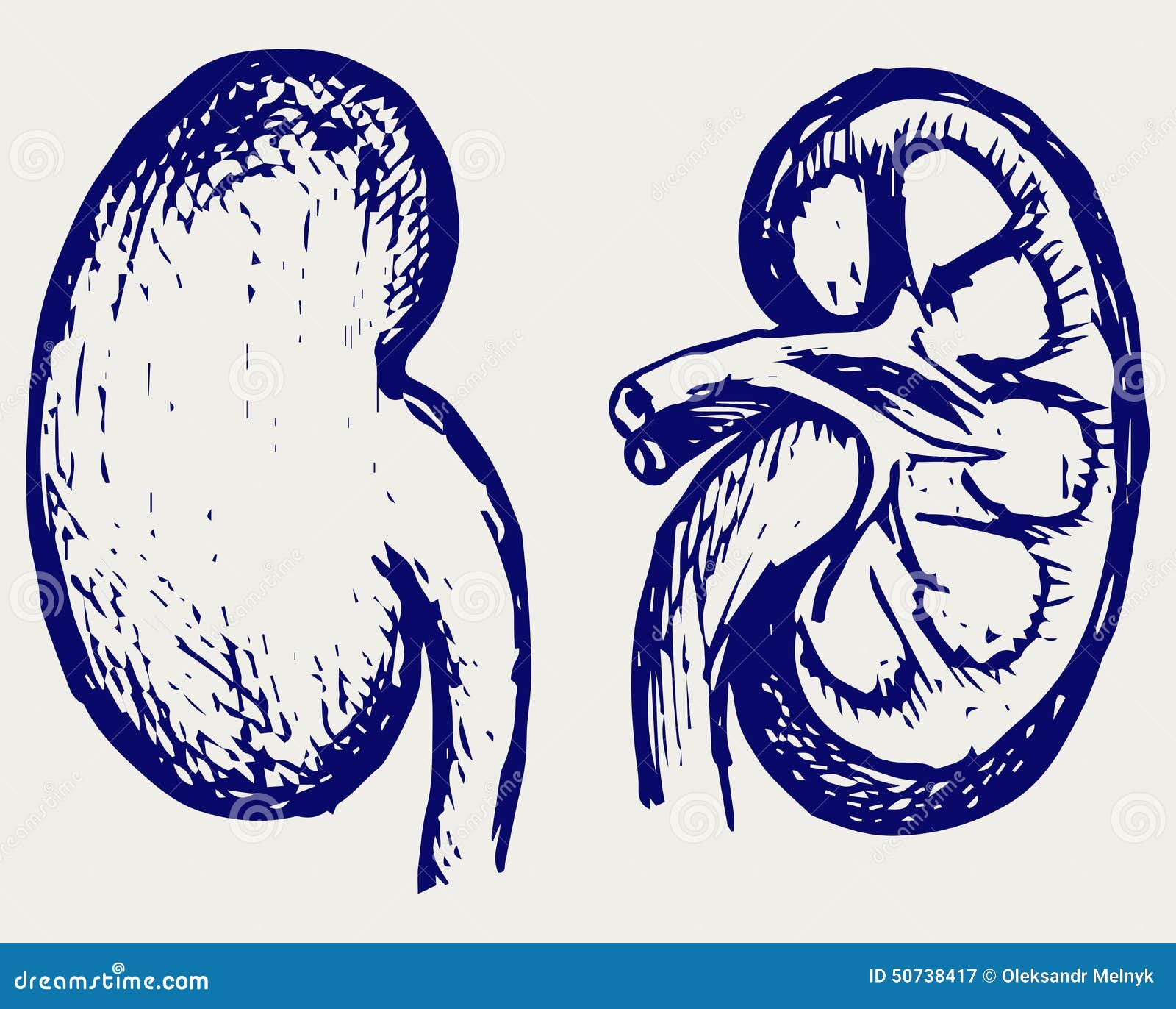 Cross section kidney stock vector. Illustration of artwork - 50738417