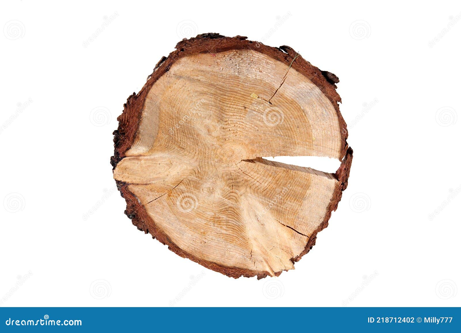 Larch Cross Section Of Tree Trunk Showing Rings Isolated On White ...