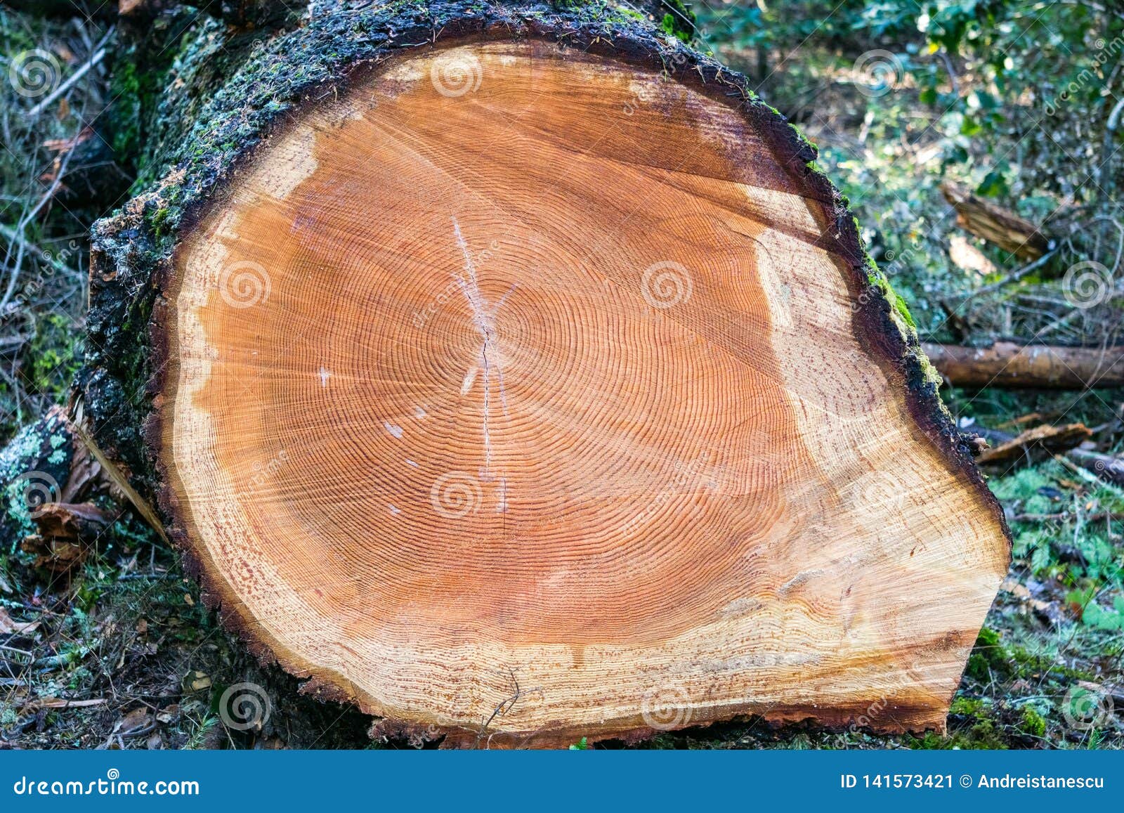 Cross Section in a Large Pine Tree, California Stock Image - Image of ...