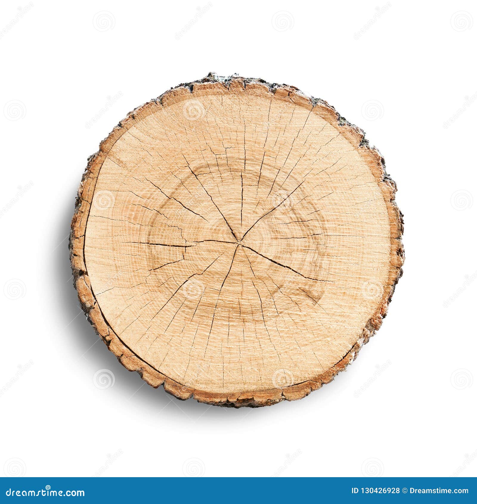 Big Tree Trunk Slice Cut from the Woods. Textured Surface with Rings ...