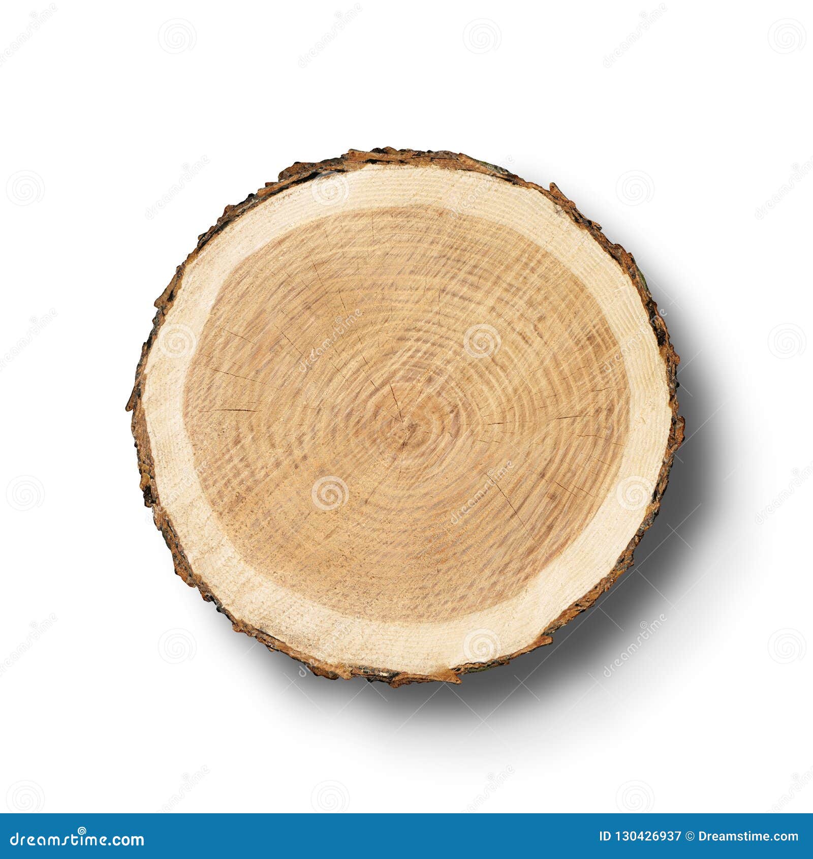 Big Tree Trunk Slice Cut from the Woods. Textured Surface with Rings ...