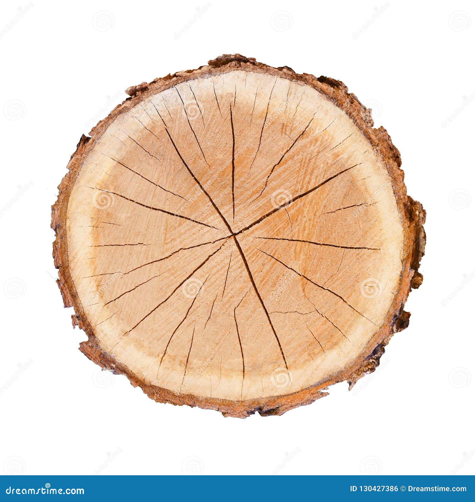 Big Tree Trunk Slice Cut from the Woods. Textured Surface with Rings ...