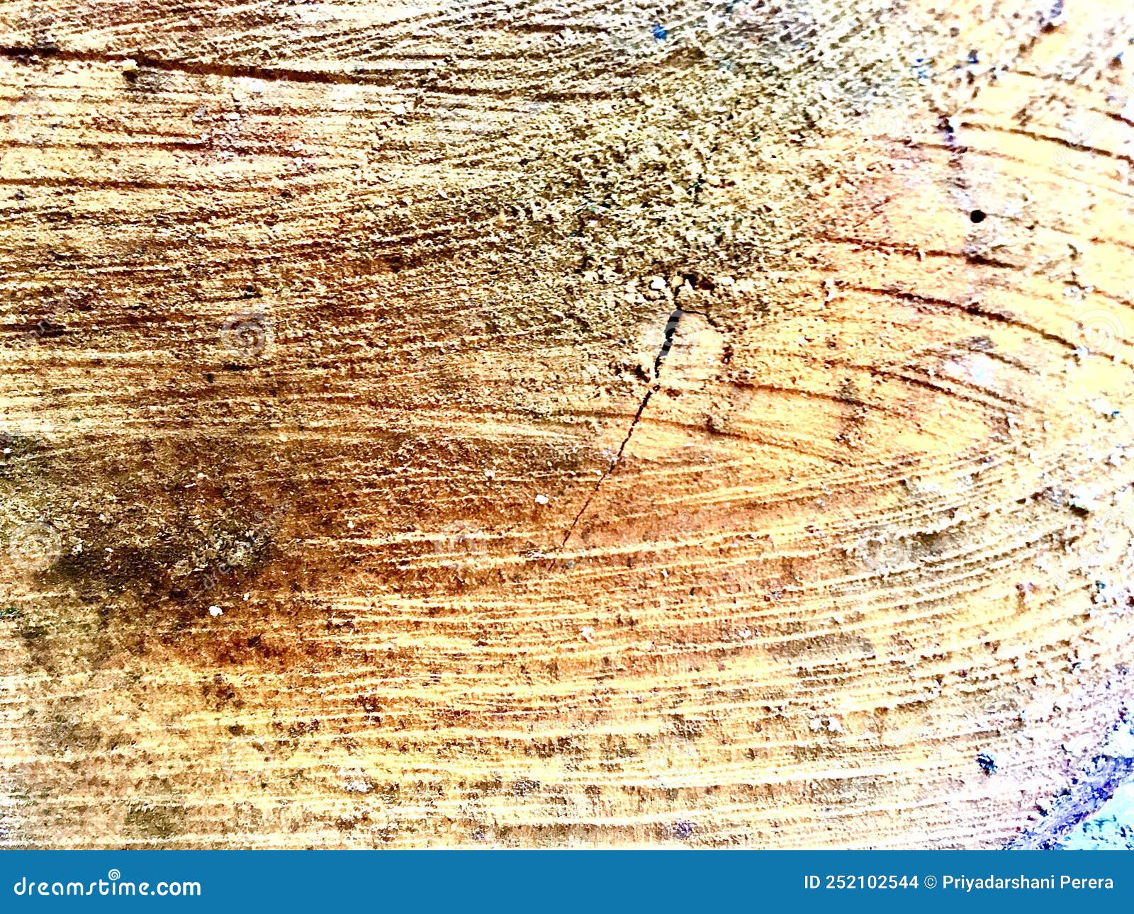 A Cross Section of a Large Tree Huge Stock Photo - Image of tree, trunk ...