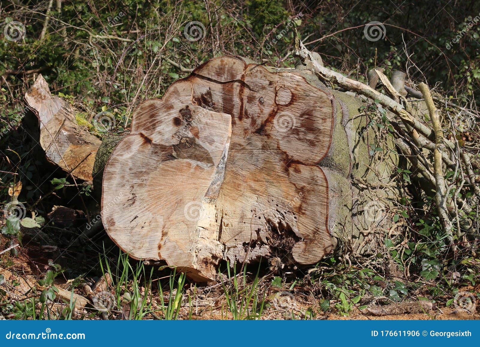 Cross Section of Large Tree Trunk Stock Photo - Image of landscape ...