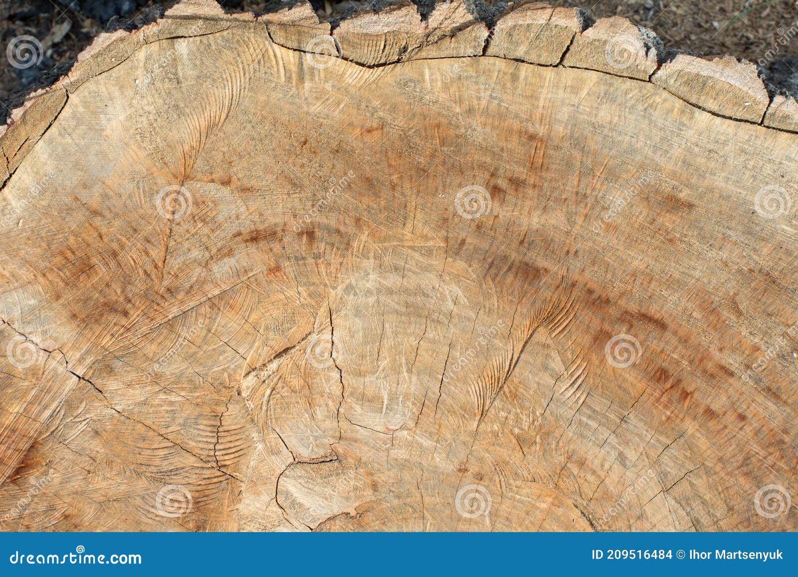 Cross Section of a Large Tree. Wooden Background Stock Photo - Image of ...