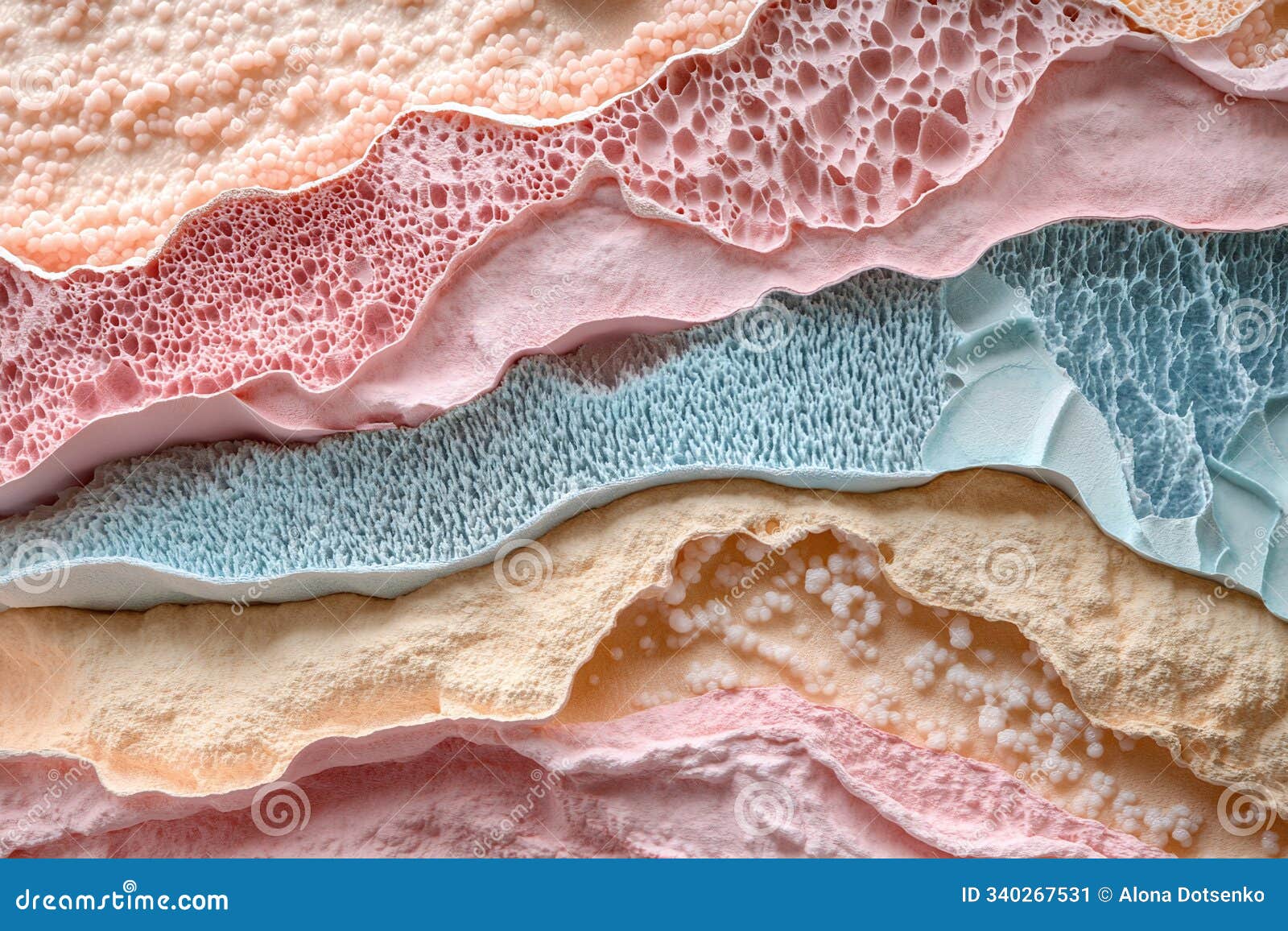 Cross-Section of Layered Organic Tissue Structure with Cellular ...