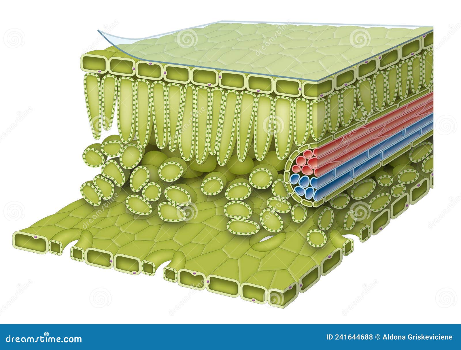 Stomata Opening And Closing Vector Illustration. Labeled Educational ... Stomata Opening And Closing Vector Illustration. Labeled Educational ...