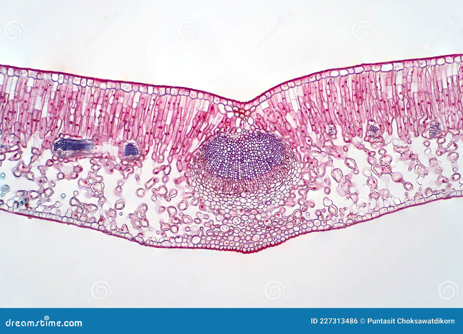 Cross Section Leaf of Plant Under the Light Microscope View Stock Photo ...