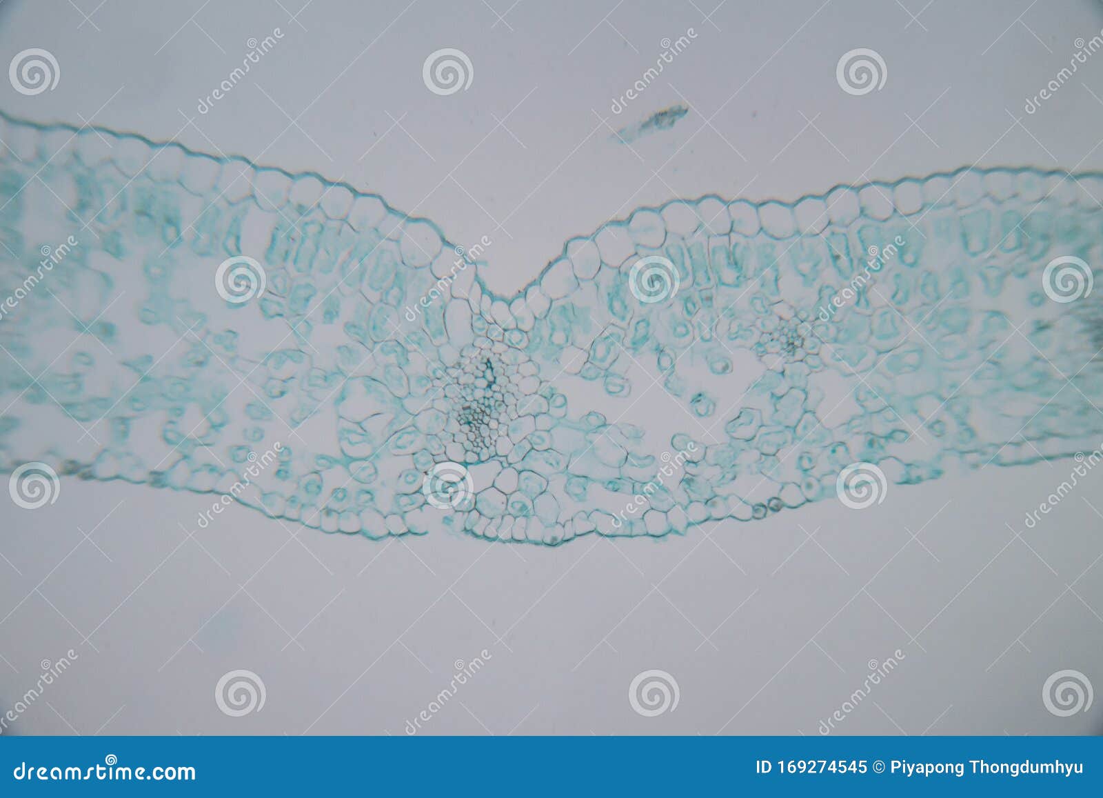 Cross-section Leaf Plant of Under the Microscope. Stock Image - Image ...