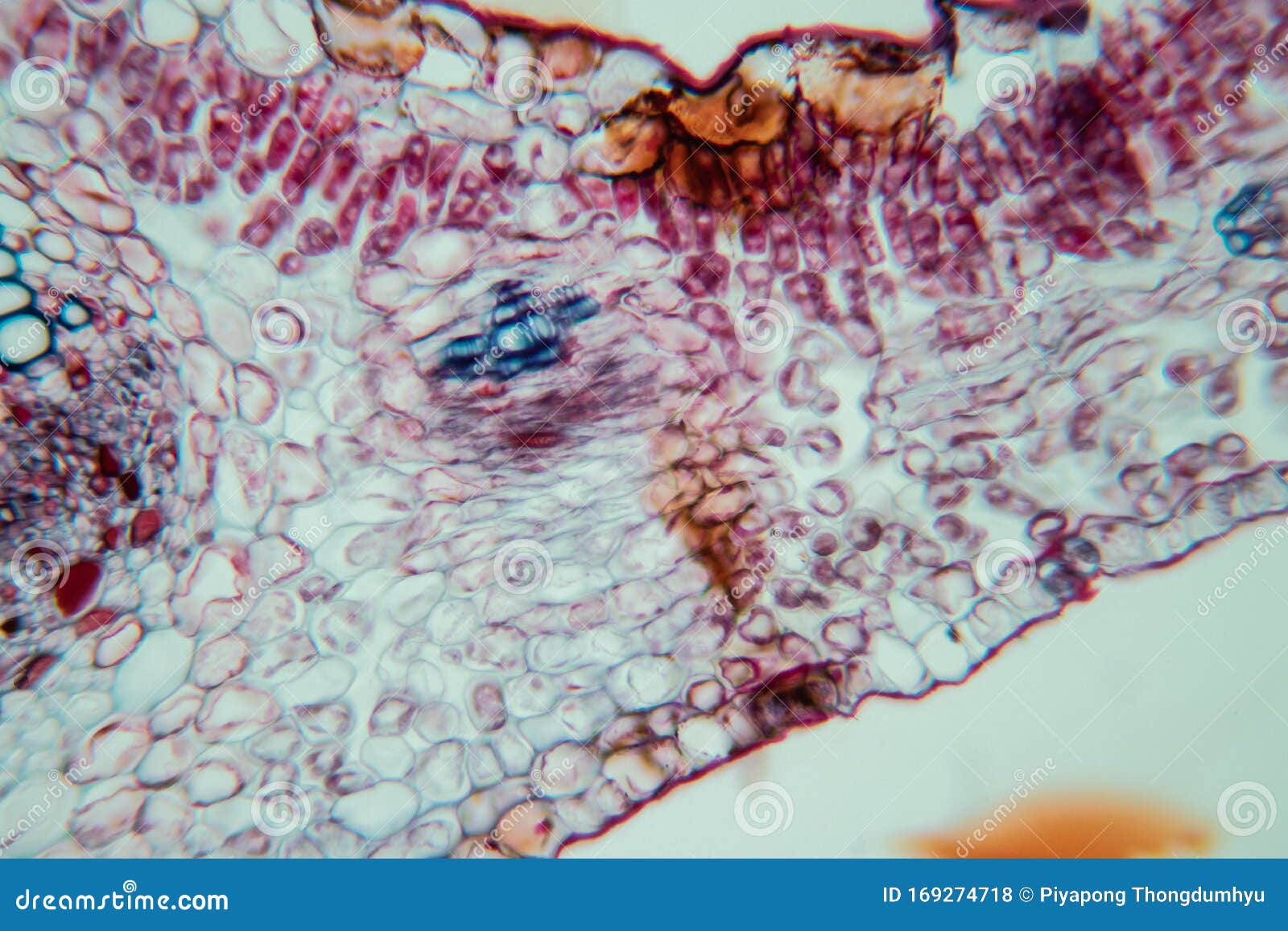 Cross-section Leaf Plant of Under the Microscope. Stock Photo - Image ...
