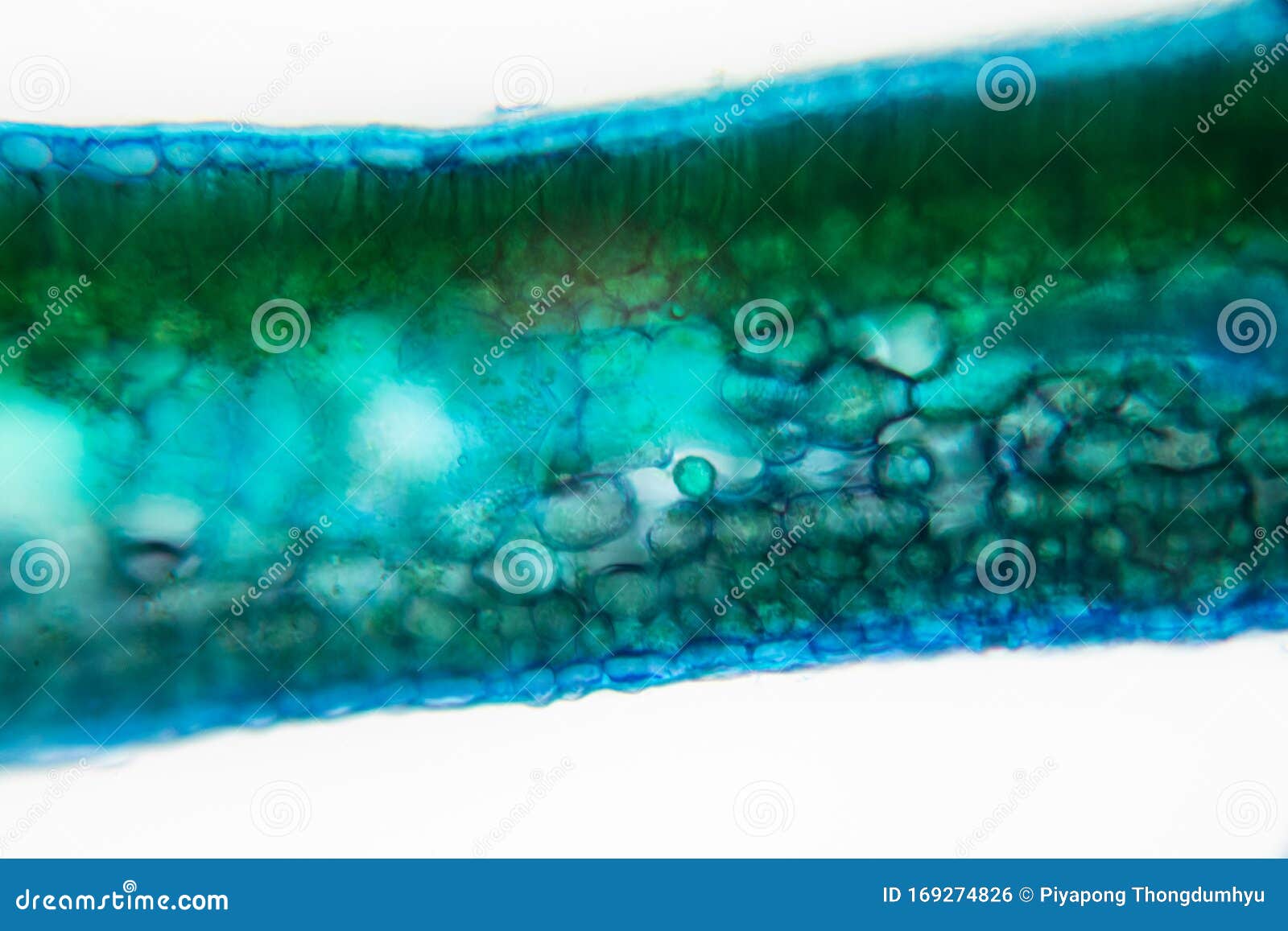 Cross-section Leaf Plant of Under the Microscope. Stock Photo - Image ...