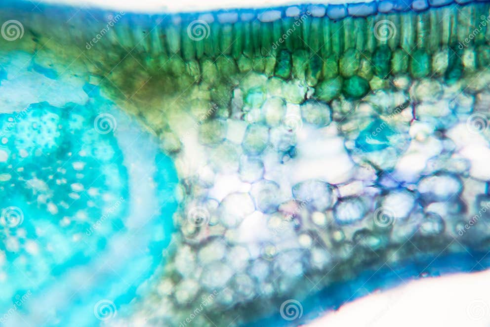 Cross-section Leaf Plant of Under the Microscope. Stock Image - Image ...