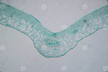 Cross-section Leaf Plant of Under the Microscope. Stock Image - Image ...