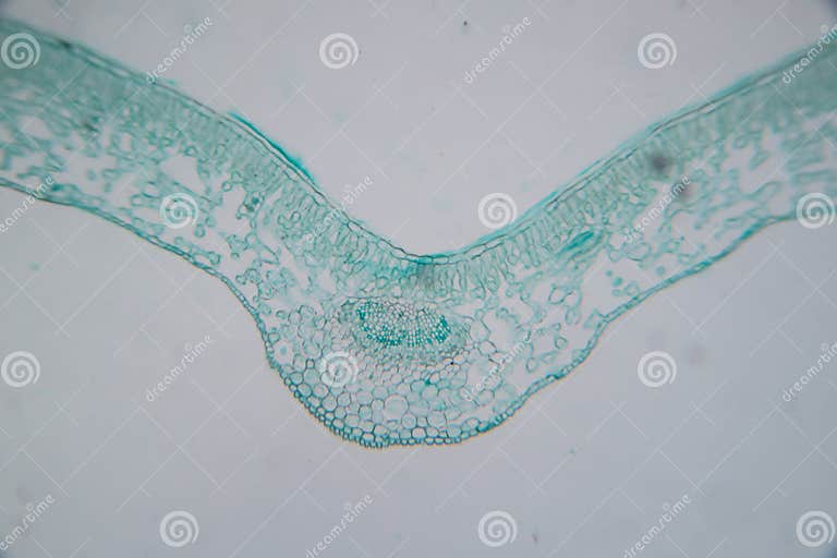 Cross-section Leaf Plant of Under the Microscope. Stock Image - Image ...