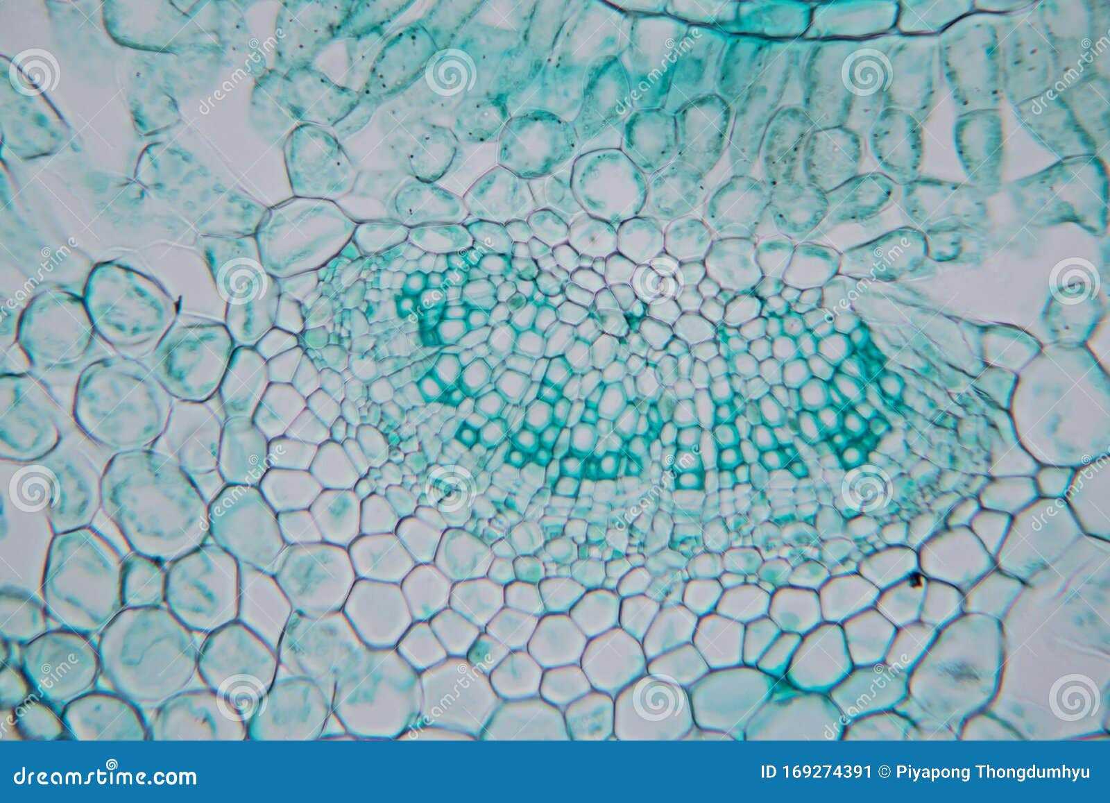 Cross-section Leaf Plant of Under the Microscope. Stock Image - Image ...