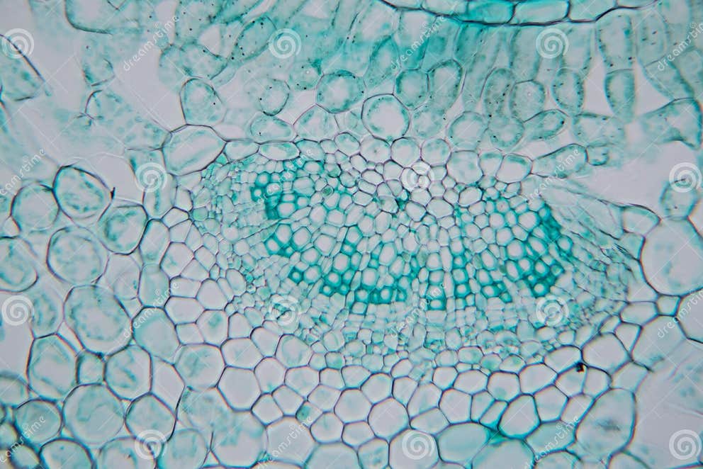 Cross-section Leaf Plant of Under the Microscope. Stock Image - Image ...