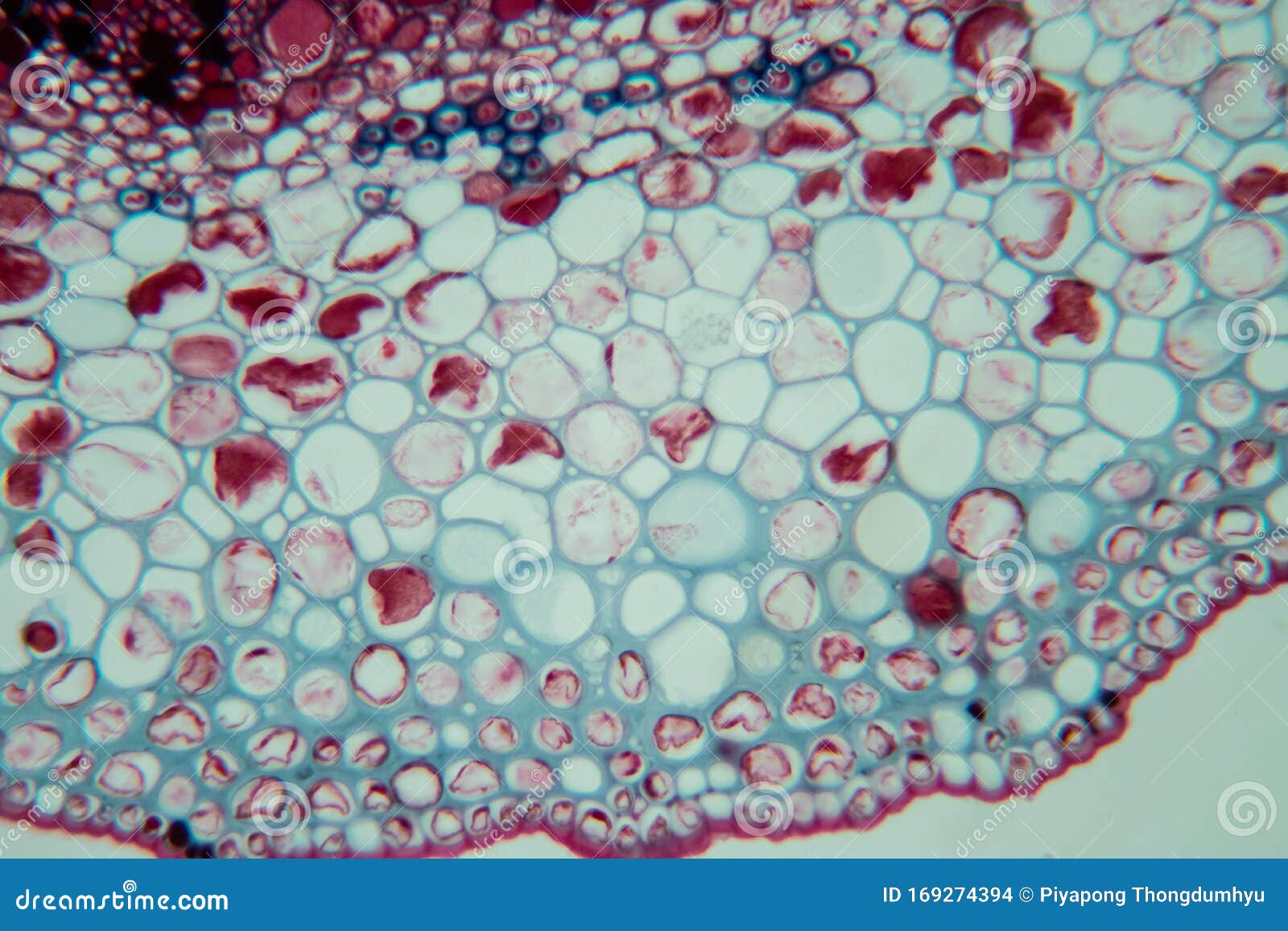 Cross-section Leaf Plant of Under the Microscope. Stock Photo - Image ...