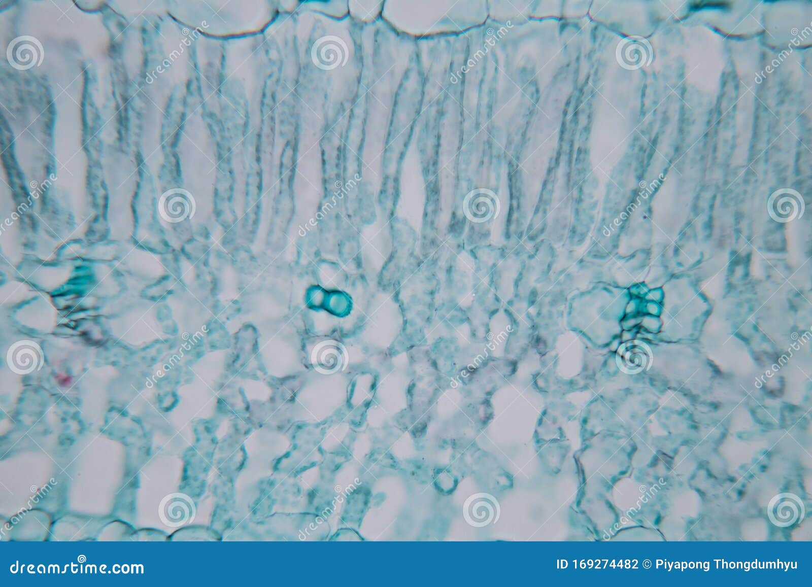 Cross-section Leaf Plant of Under the Microscope. Stock Photo - Image ...