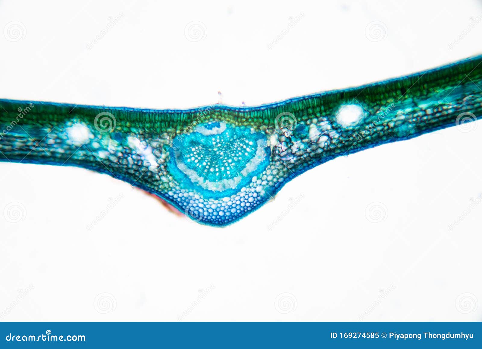 Cross-section Leaf Plant of Under the Microscope. Stock Image - Image ...