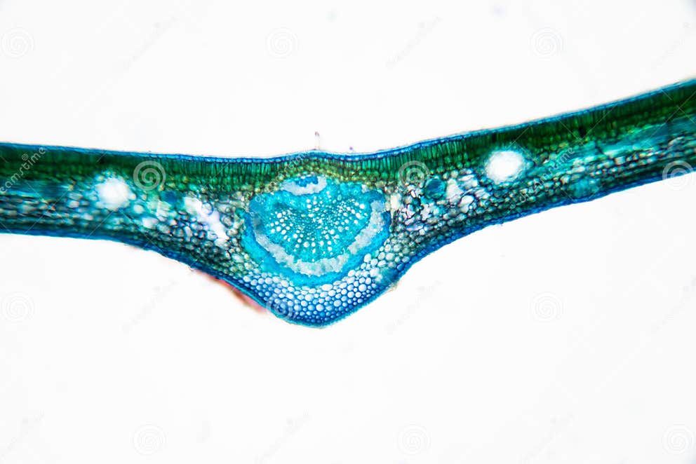 Cross-section Leaf Plant of Under the Microscope. Stock Image - Image ...
