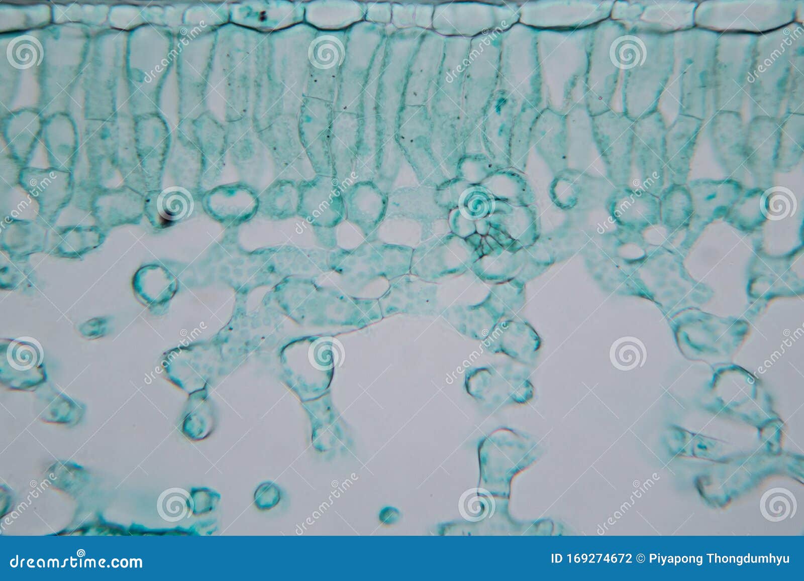 Cross-section Leaf Plant of Under the Microscope. Stock Photo - Image ...