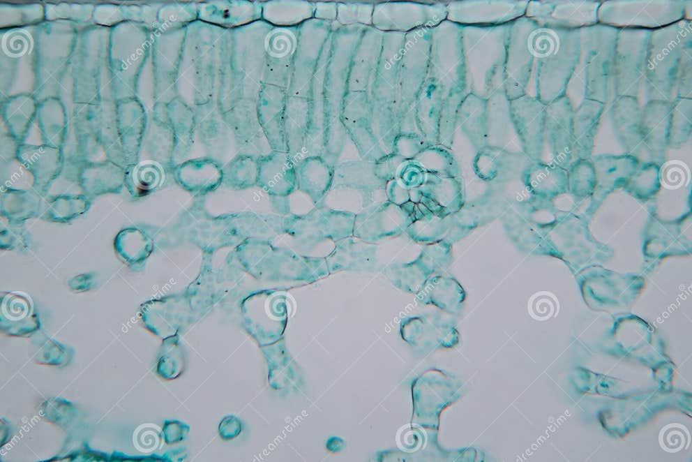 Cross-section Leaf Plant of Under the Microscope. Stock Photo - Image ...