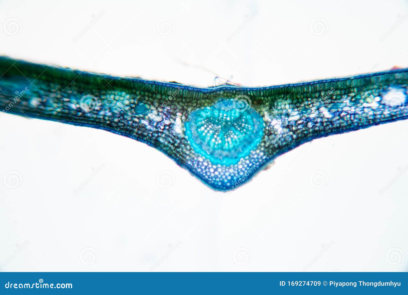 Cross-section Leaf Plant of Under the Microscope. Stock Image - Image ...