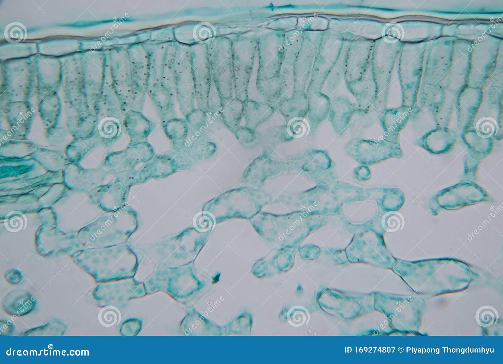 Cross-section Leaf Plant of Under the Microscope. Stock Image - Image ...