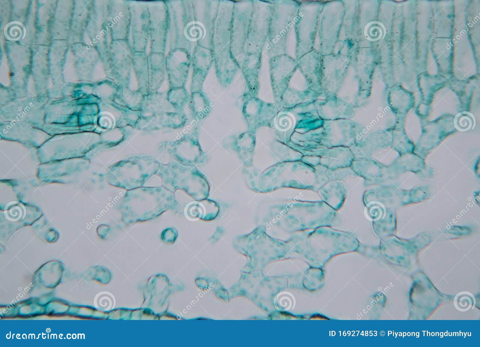 Cross-section Leaf Plant of Under the Microscope. Stock Image - Image ... Cross-section Leaf Plant of Under the Microscope. Stock Image - Image ...