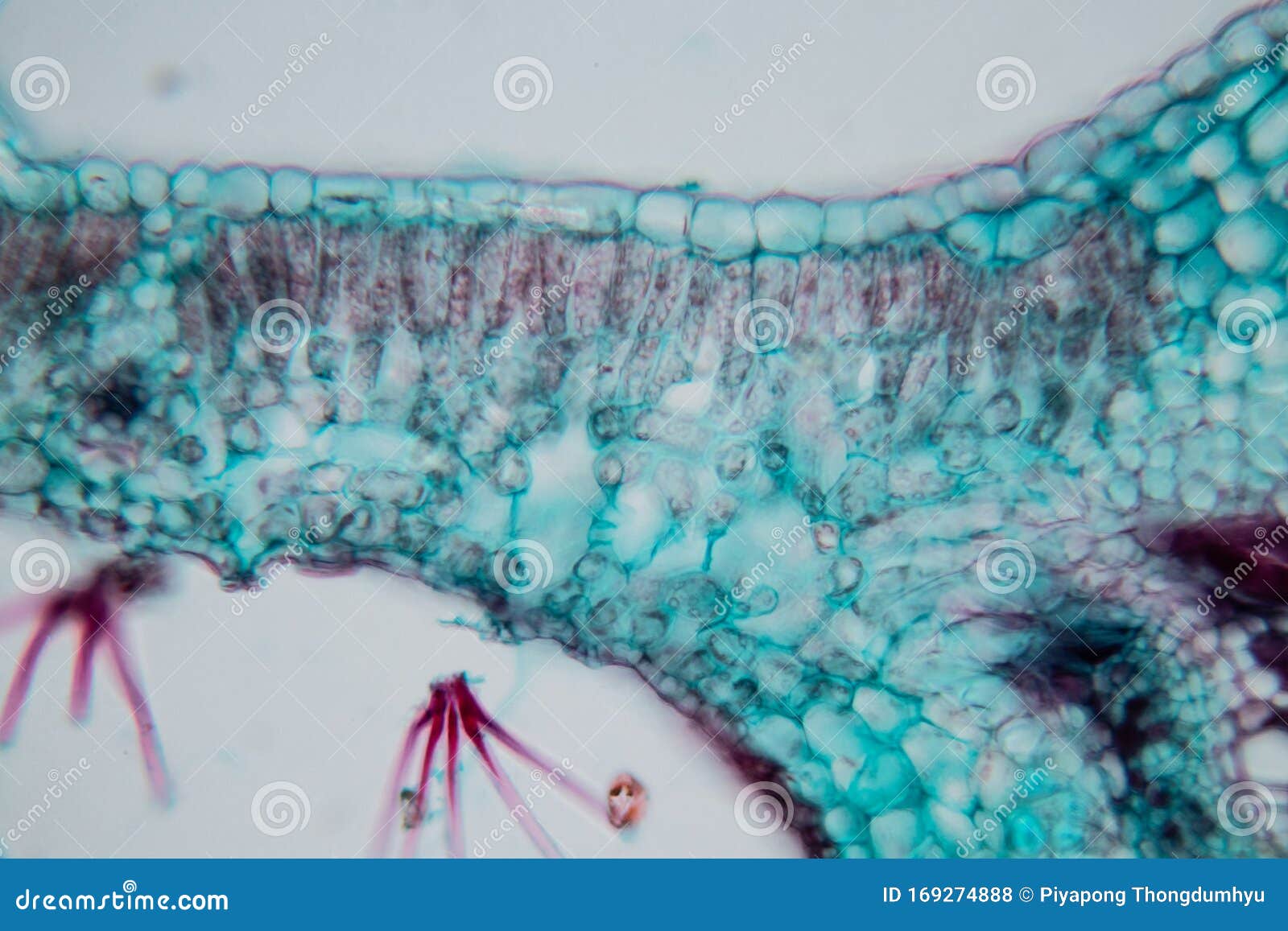 Cross Section Of A Leaf Microscope