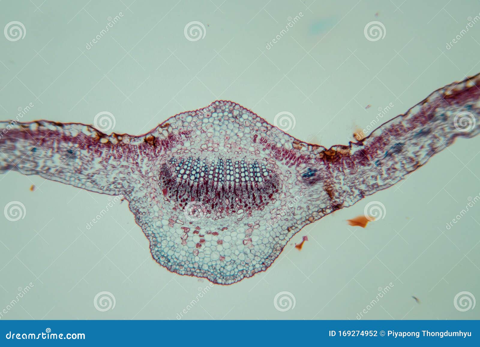 Cross-section Leaf Plant of Under the Microscope. Stock Photo - Image ... Cross-section Leaf Plant of Under the Microscope. Stock Photo - Image ...
