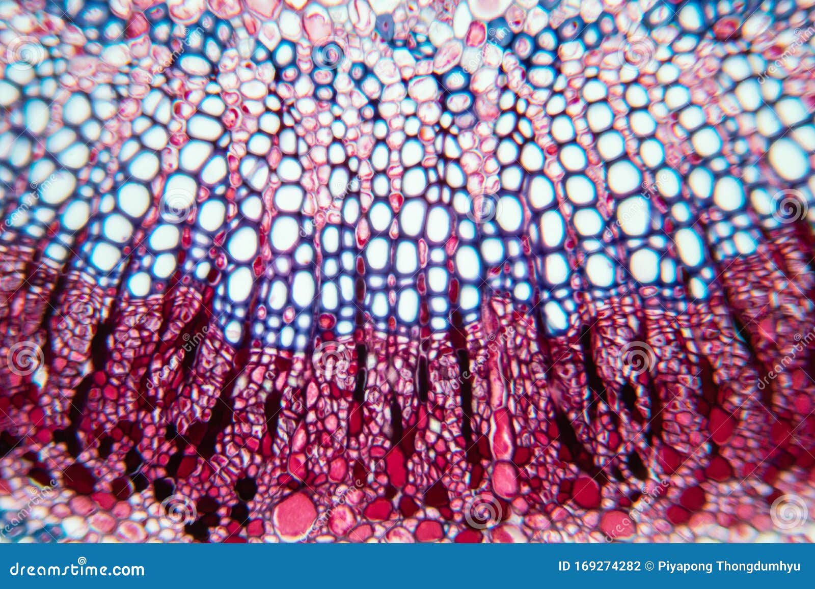 Cross-section Leaf Plant of Under the Microscope. Stock Photo - Image ...