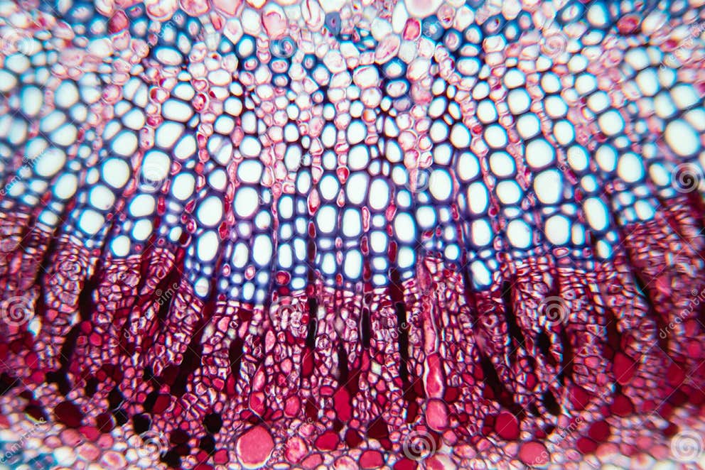 Cross-section Leaf Plant of Under the Microscope. Stock Photo - Image ...