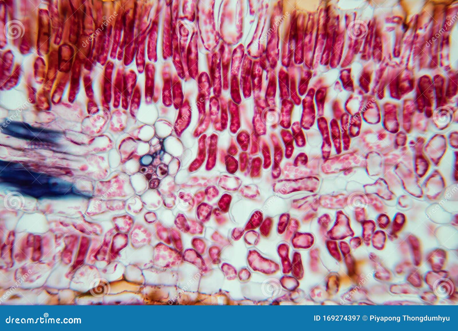 Cross-section Leaf Plant of Under the Microscope. Stock Image - Image ...