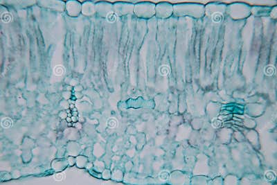 Cross-section Leaf Plant of Under the Microscope. Stock Photo - Image ...