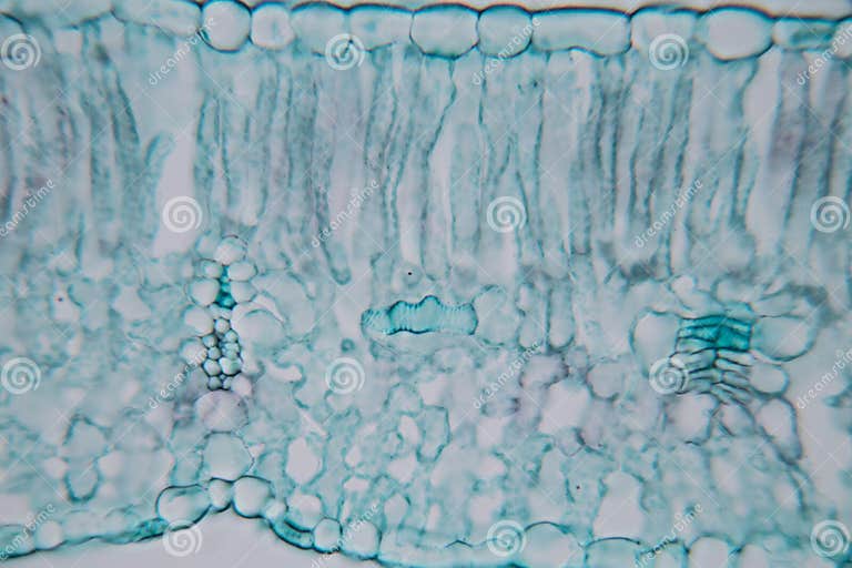 Cross-section Leaf Plant of Under the Microscope. Stock Photo - Image ...